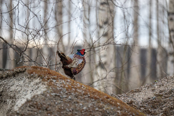 Pheasant - match with ground colors by Samu Koski | 500px