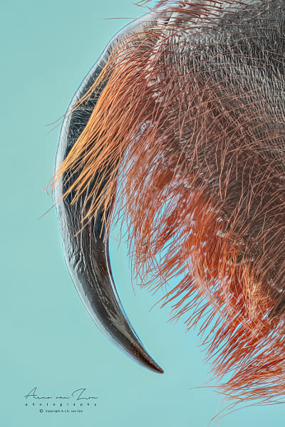 Macro View of Insect Leg with Hairs | nature photo by A. van Zon | 500px