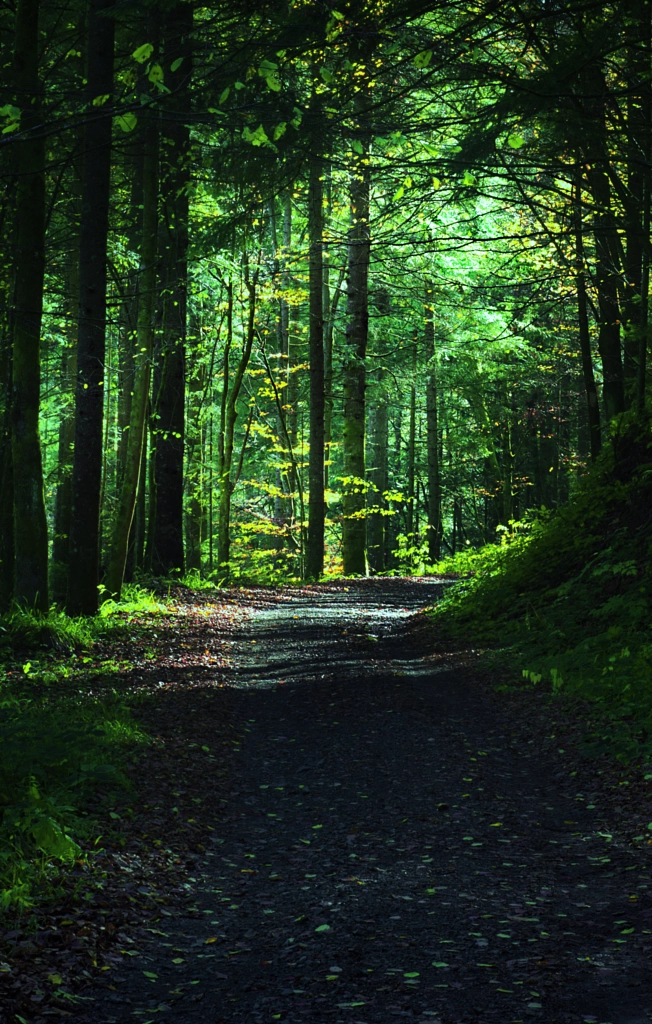Forest Path by Mevludin Sejmenovic / 500px