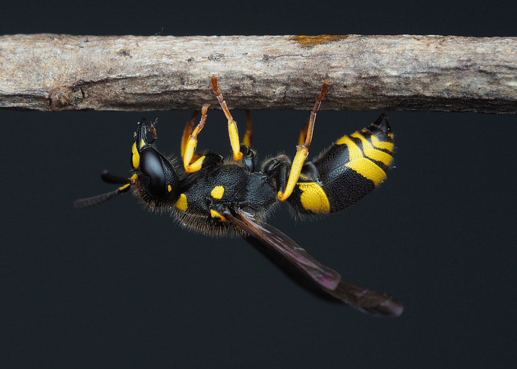 Tube Wasp by Tom Musson / 500px