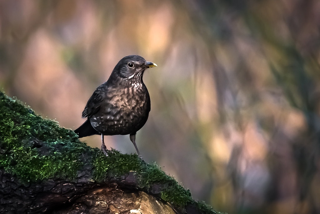 Female blackbird power by Ian Calland / 500px