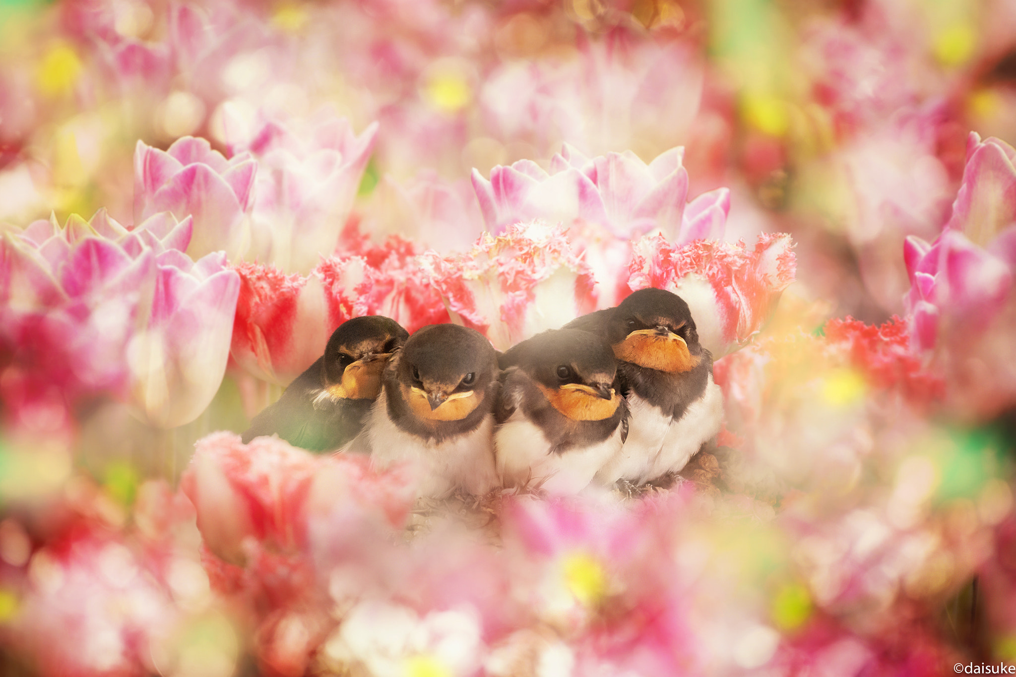 Flower bed by Daisuke Nishimura / 500px