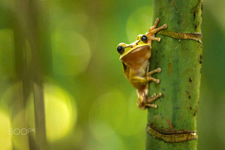 Masked tree frog by Milan Zygmunt / 500px
