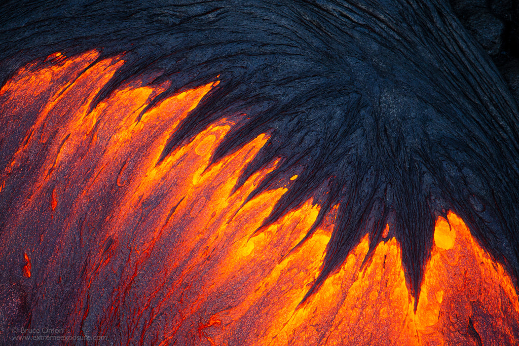 Webbed Tendrils by Bruce Omori / 500px