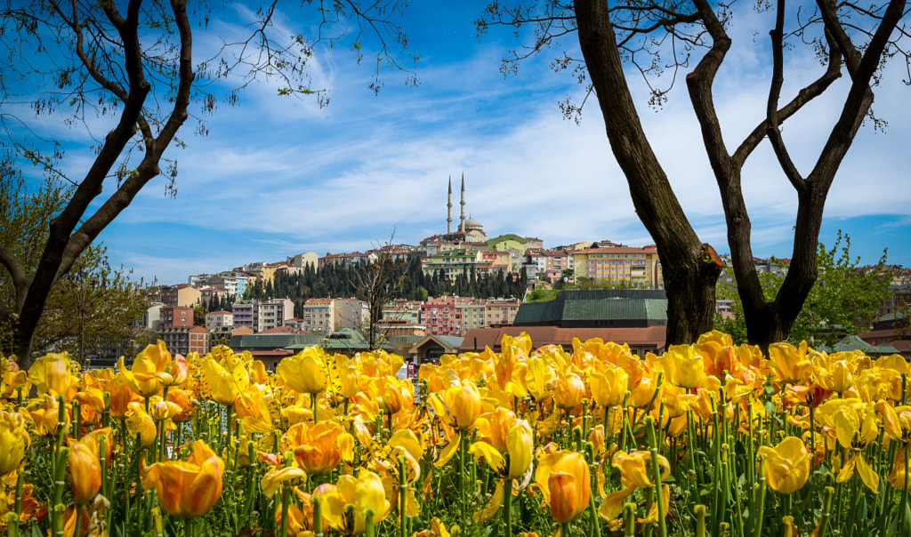 Lale Full by Srdjan Popovic / 500px