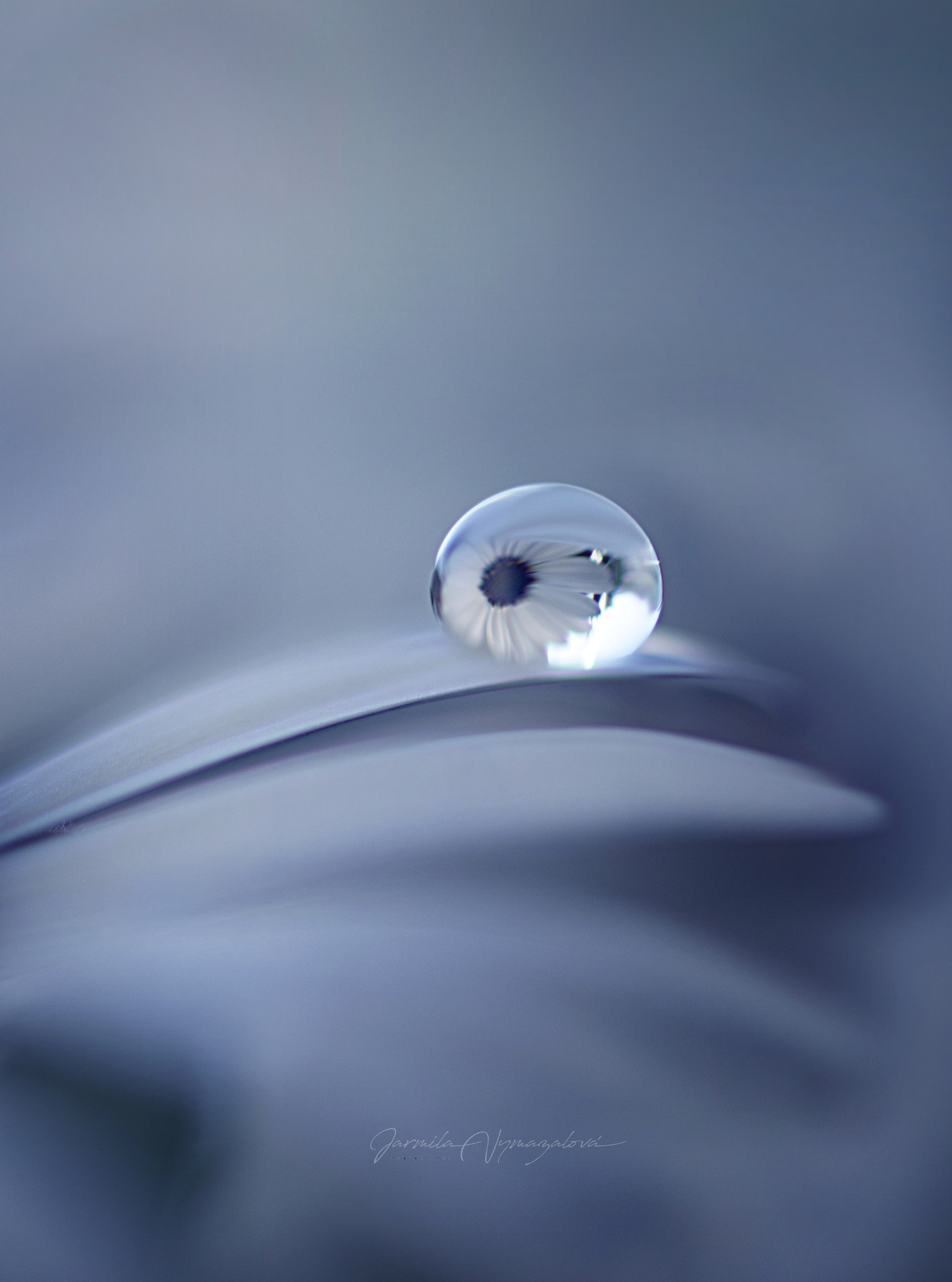Macro curated by Nik collectionneur / 500px