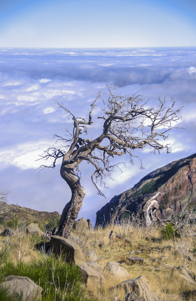 lonely tree Pico Ruivo by Eric van den Berg / 500px