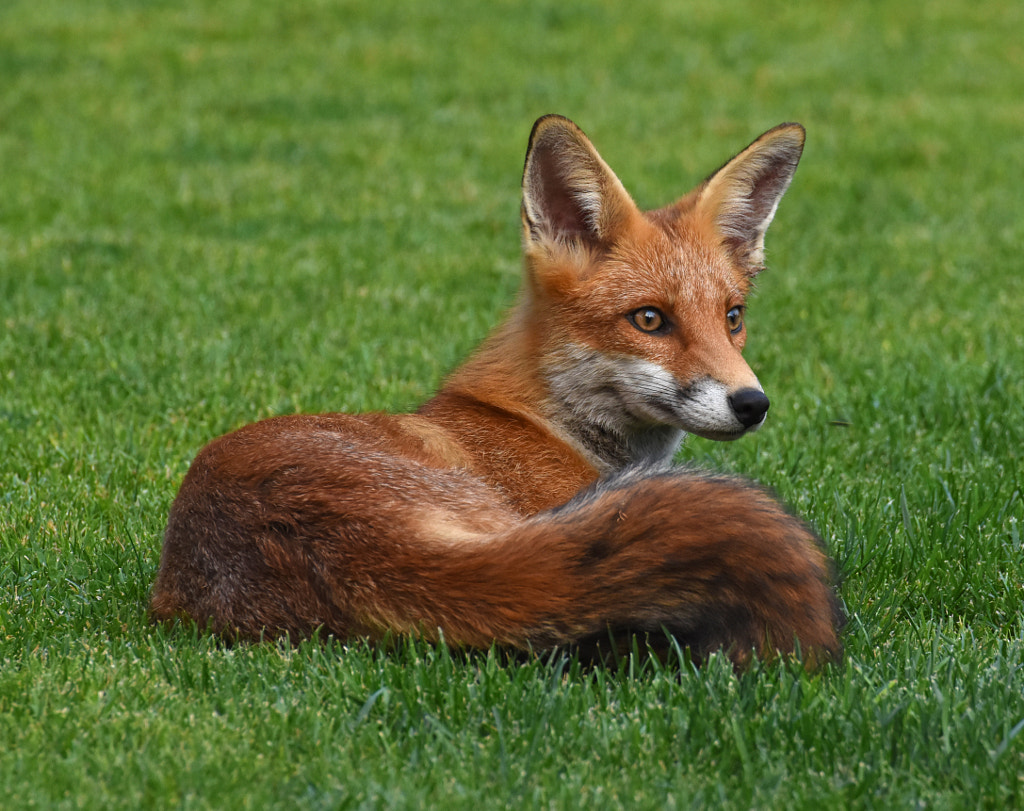 Zen Fox by Dorothea Schulz / 500px