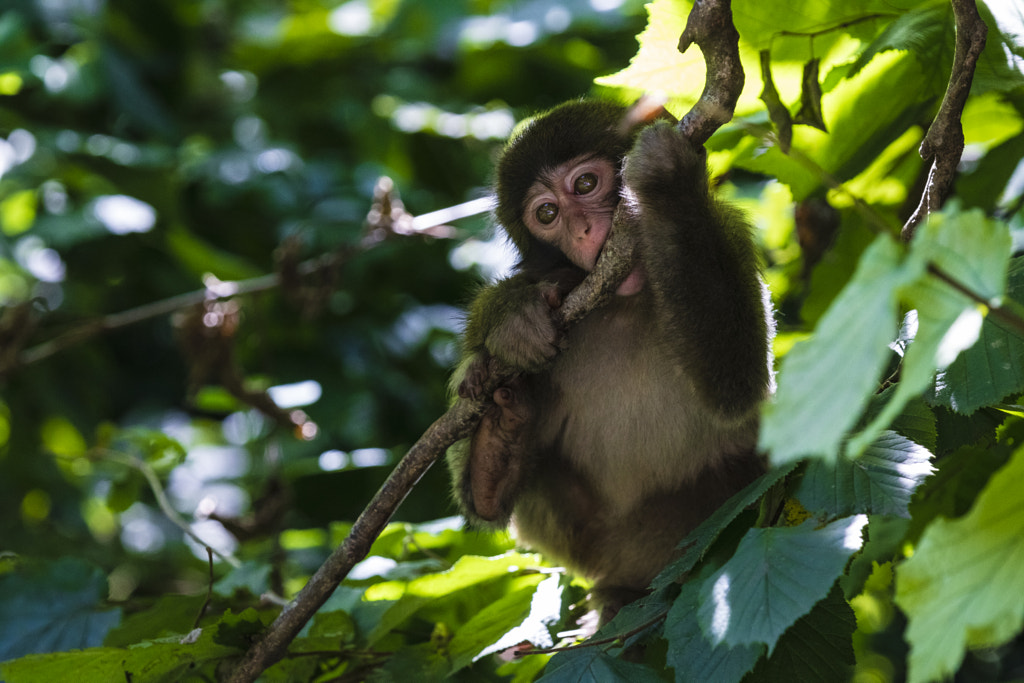 Small Japanese Macaque on Brenches - Jurkos