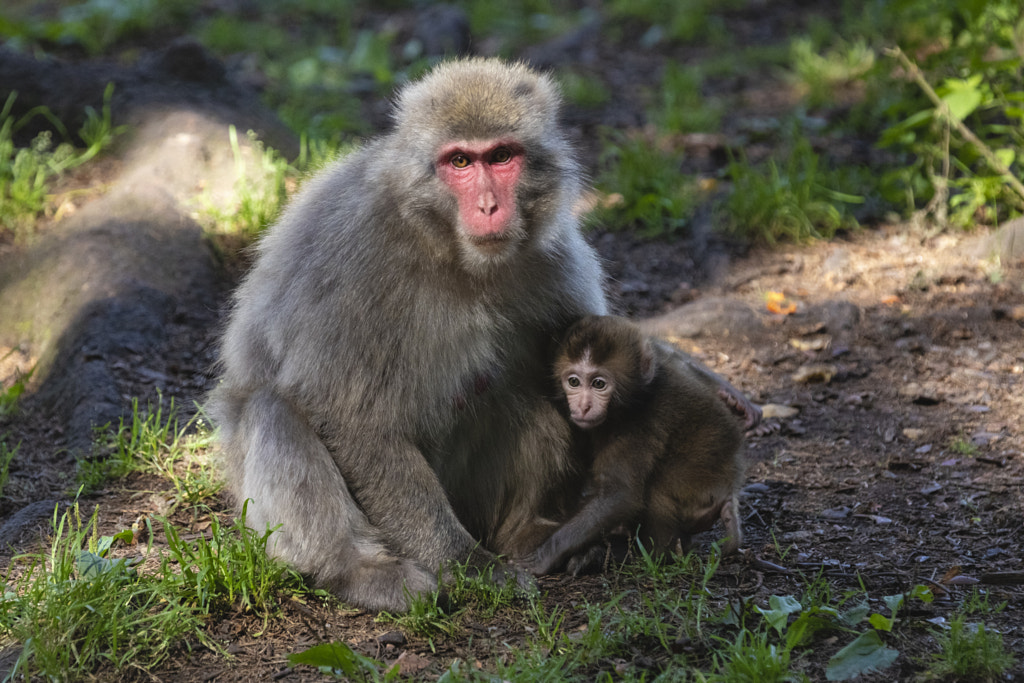 Japanese Macaque Baby and Mother - Jurkos
