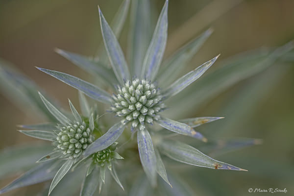 Lily by Mara R. Sirako / 500px