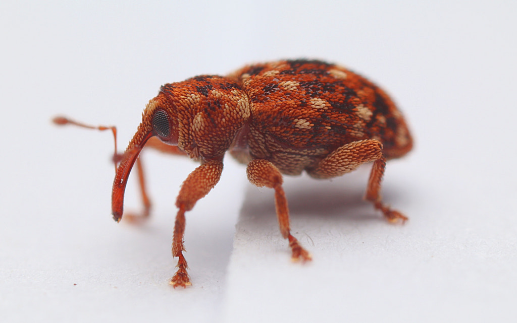 Colourful Weevil by Tom Musson / 500px