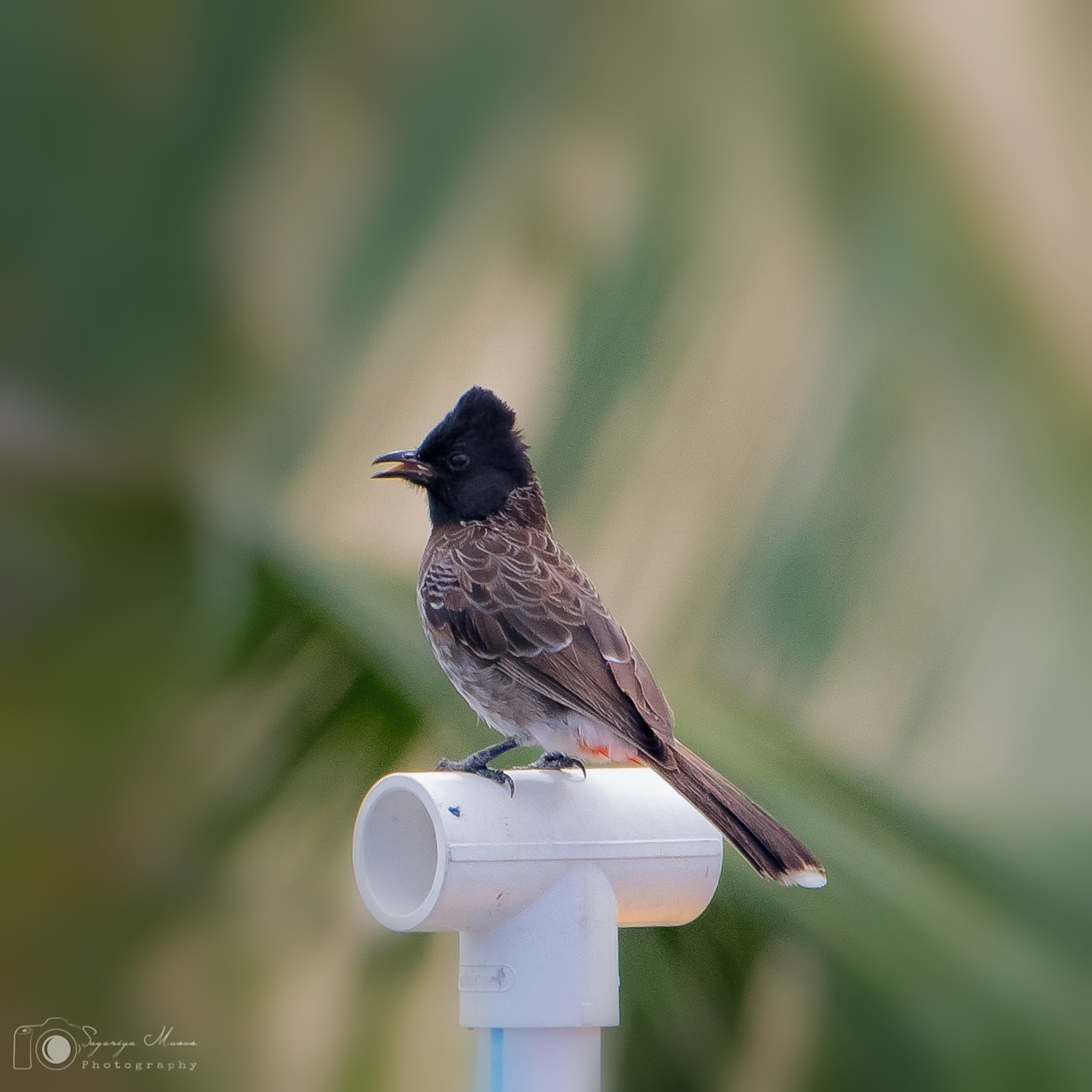 The Red Vented Bulbul bird by Sagariya Mosses | 500px