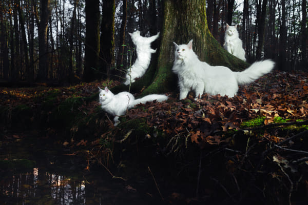 White Cats in a Dark Forest Setting | nature photo by GENTLE GIANTS OF ...