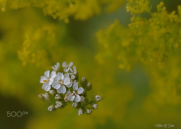 Lily by Mara R. Sirako / 500px