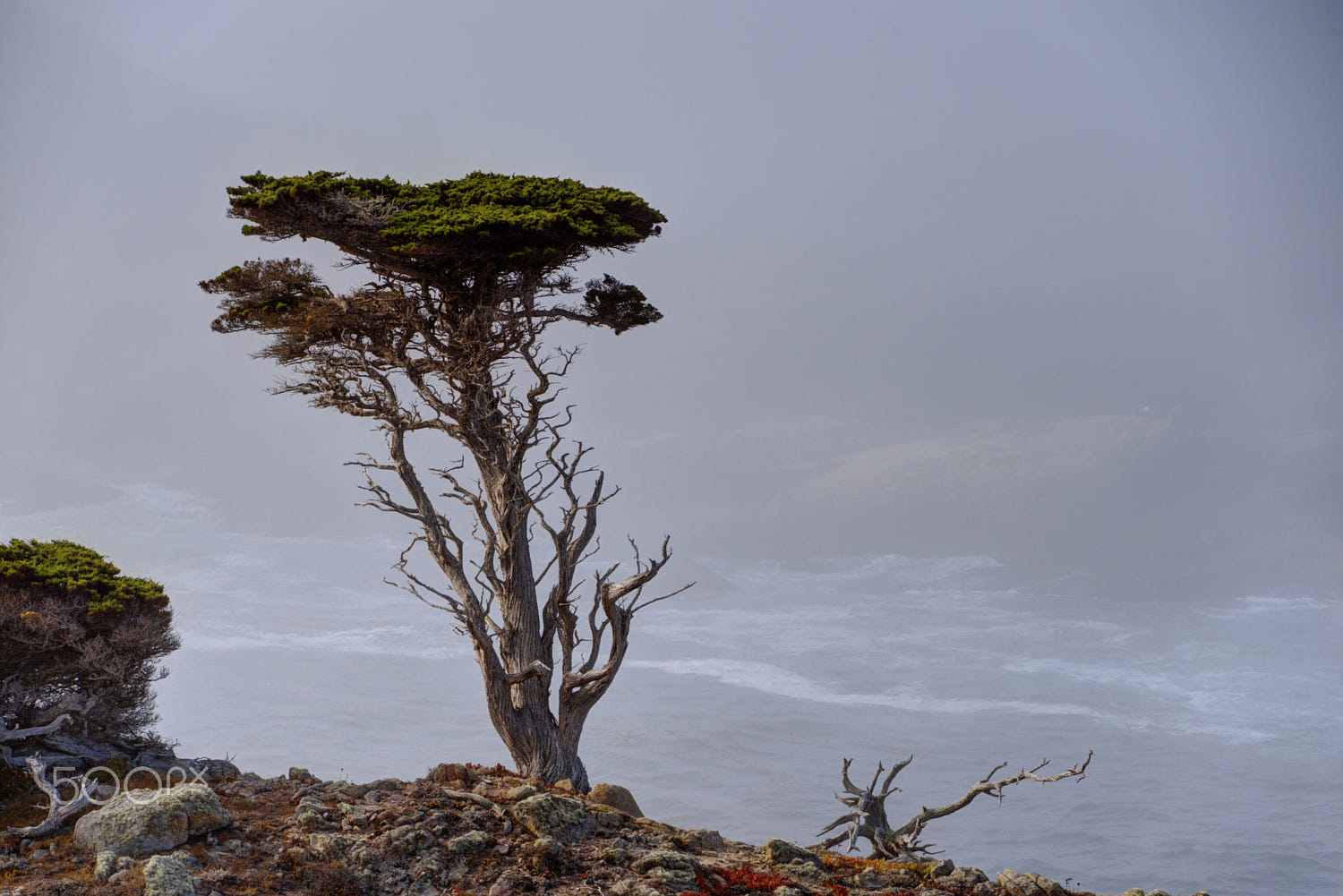 Lone Cypress, Point Lobos by Tariq Hamirani / 500px