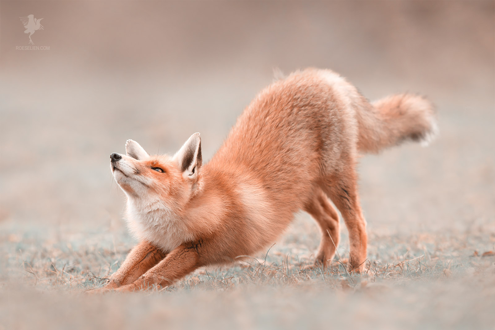 Downward Fox by Roeselien Raimond / 500px
