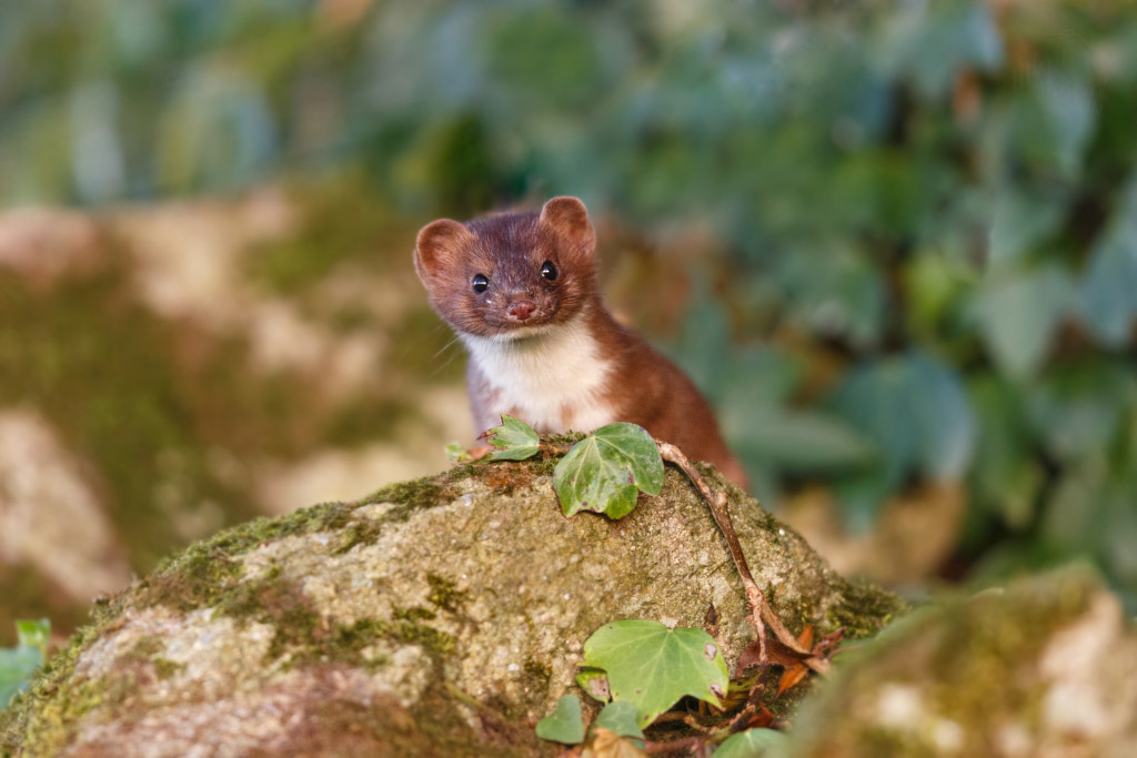 Irish stoat by Marcin Kaczmarkiewicz / 500px