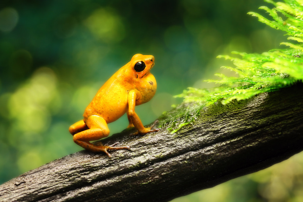 Strawberry poison frog by Mireille Leurs / 500px