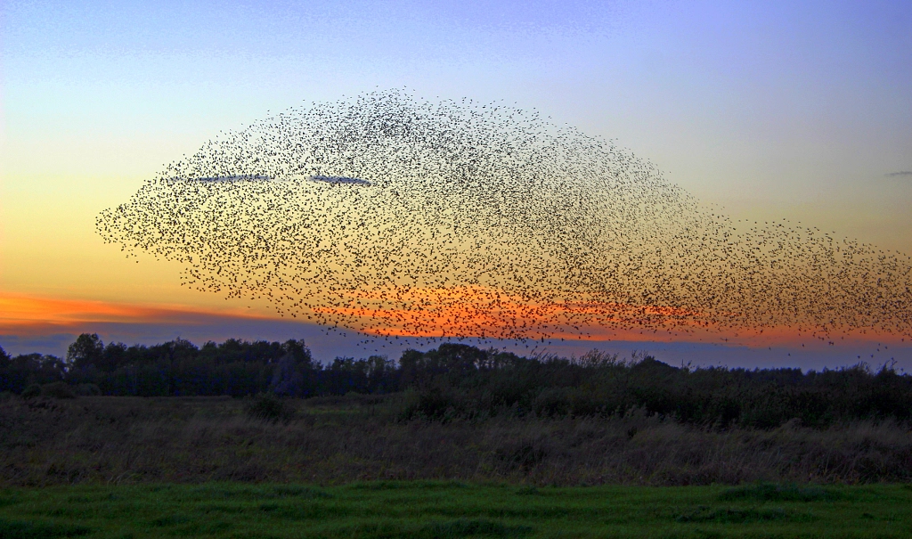 Cloud of starlings by Oomke Wiltjer / 500px