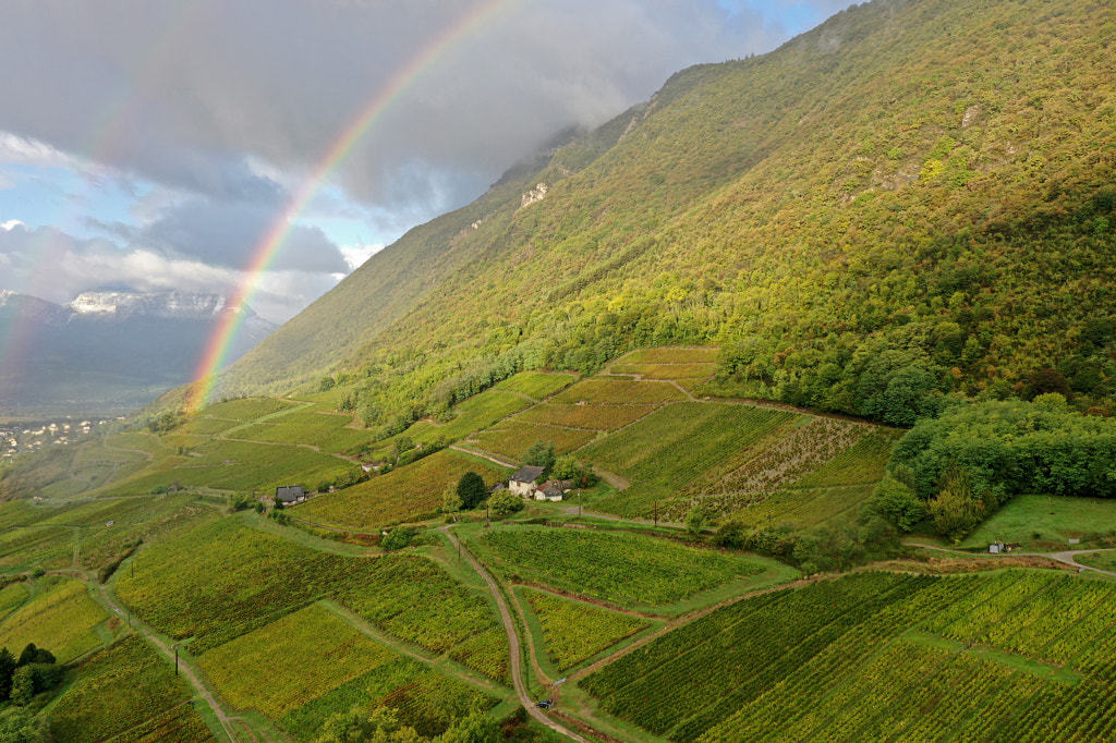 Rainbow over the vines by Walter BABIC / 500px