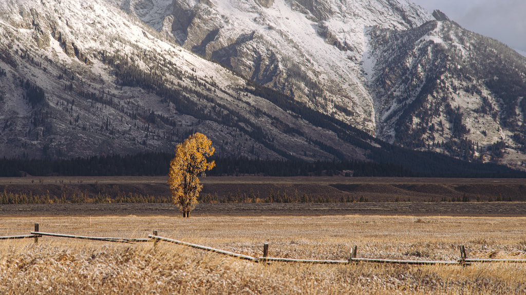 Tree in the sunlight at Grand Teton national park by Tianshu Chu / 500px