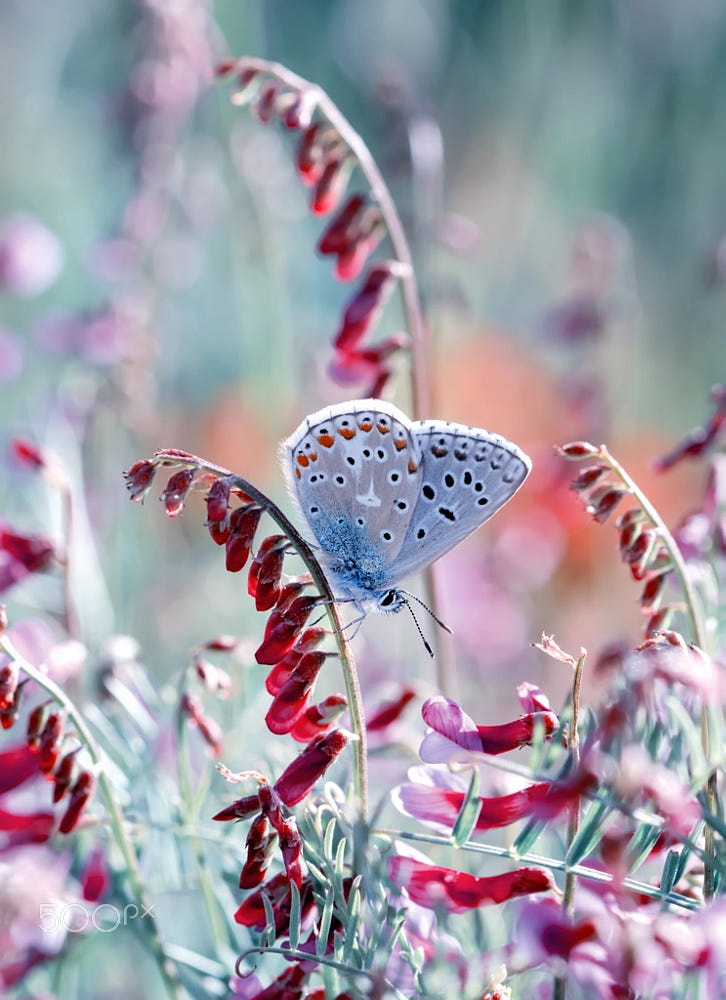 Angel by Mustafa Öztürk / 500px