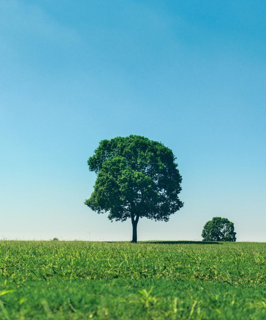 A tree by Rui Ni / 500px