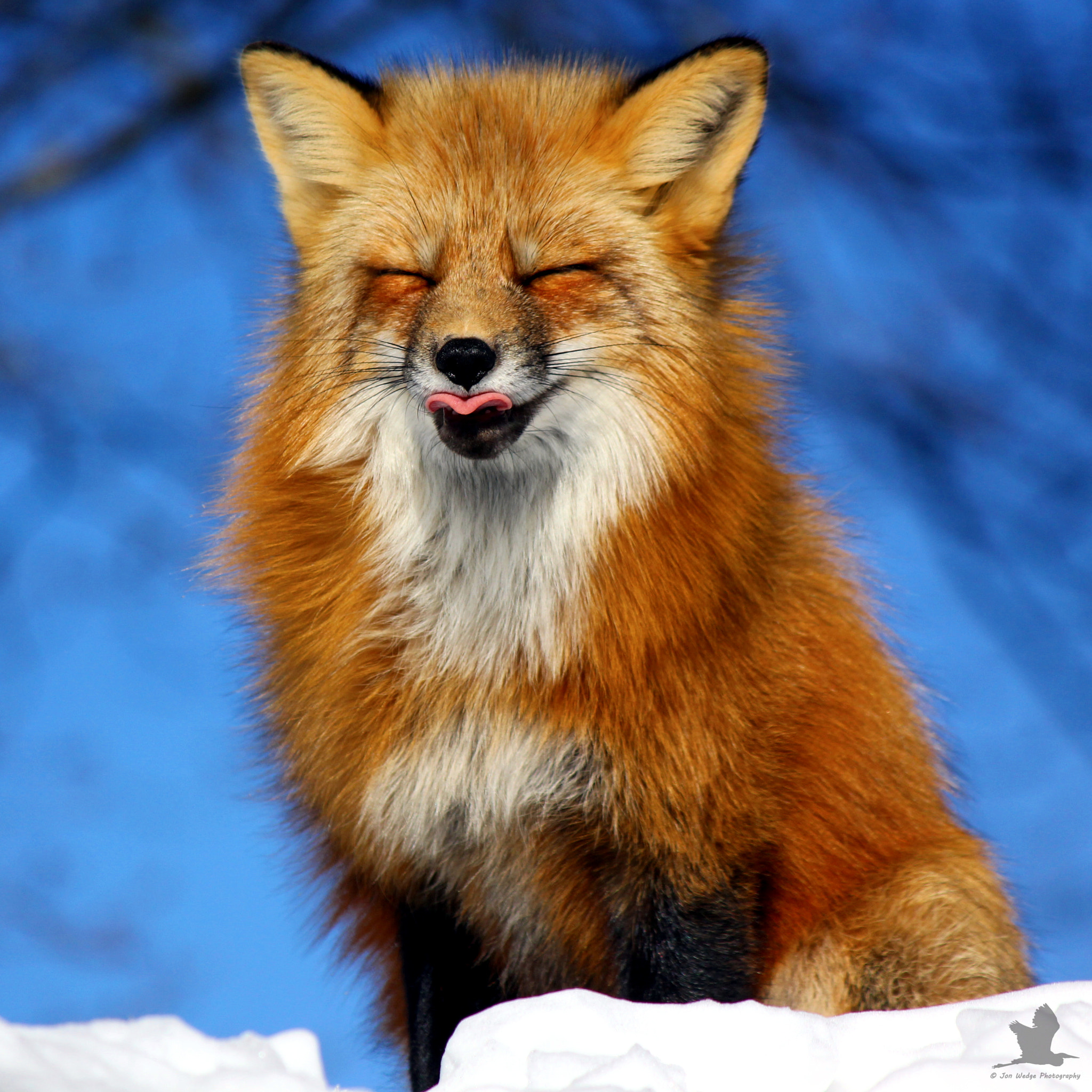 Fox Tongue by Jon Wedge | 500px
