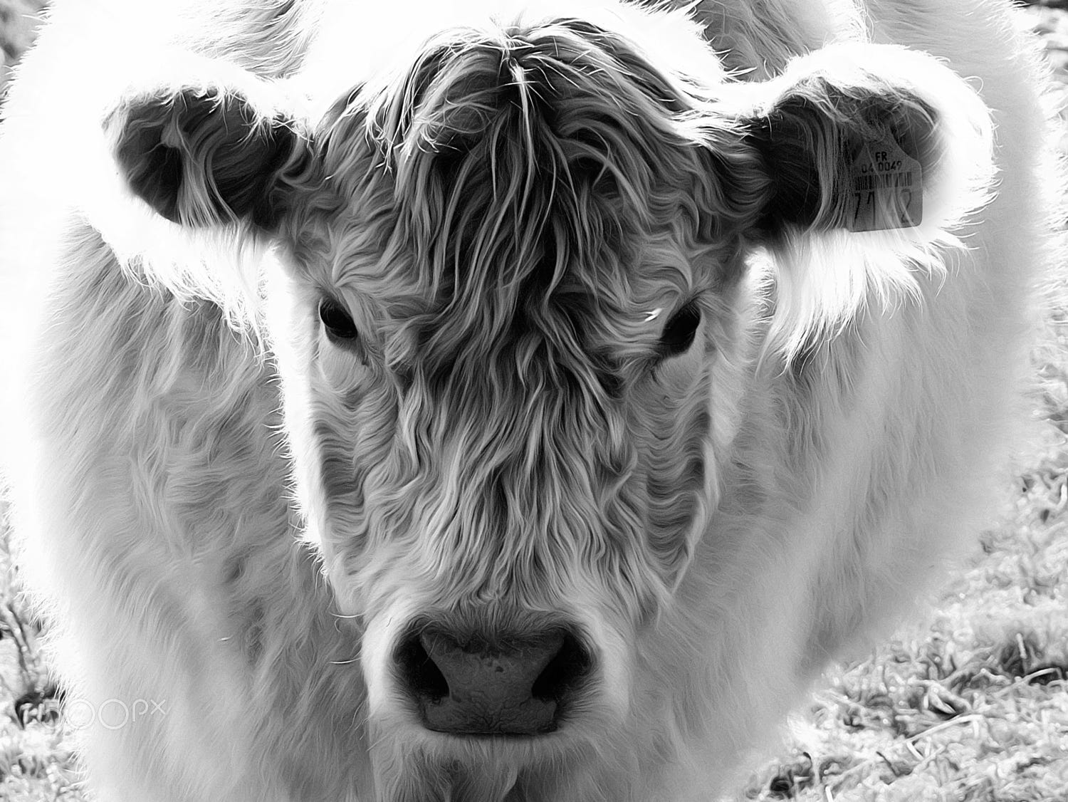 wild cow by Jean Marc Lopez / 500px