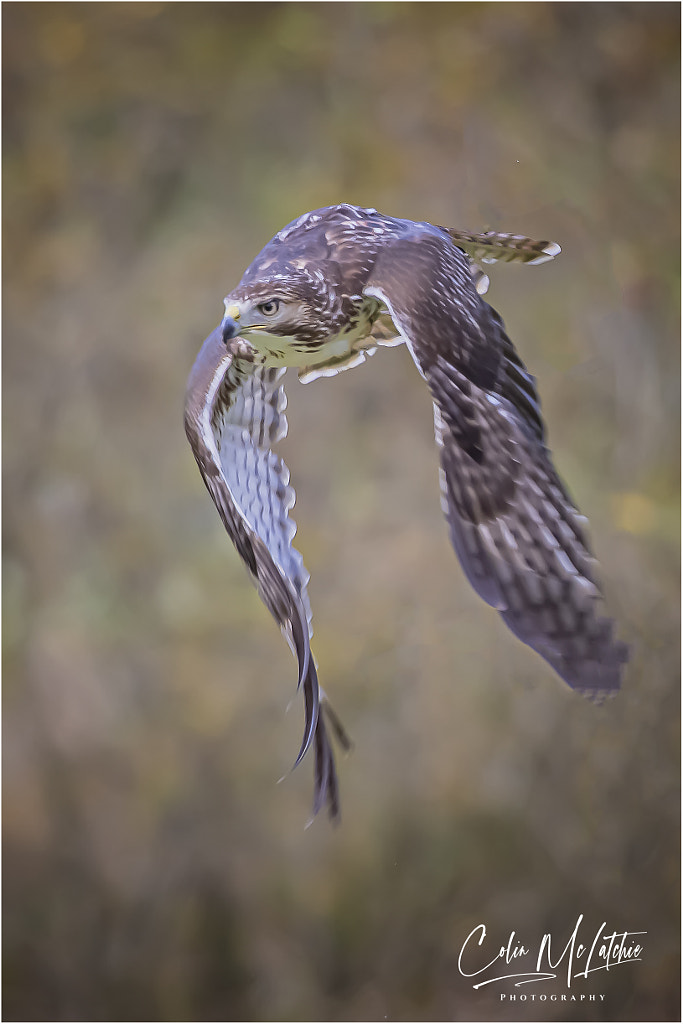 Red Tailed Hawk Wingspan by Colin McLatchie / 500px