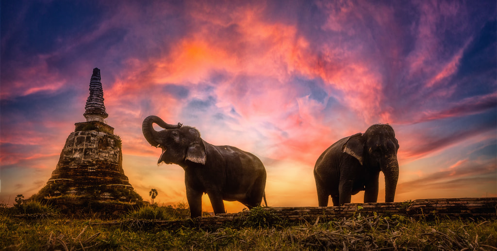 Silhouette of Elephant by Sasin Tipchai / 500px