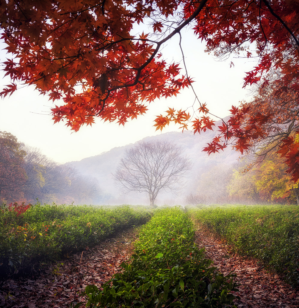 Autumn in green tea farmland by Tiger Seo / 500px