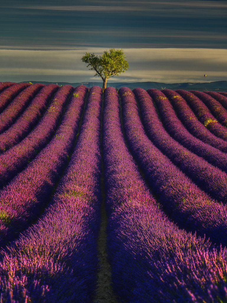 Valensole France by Etienne Ruff / 500px