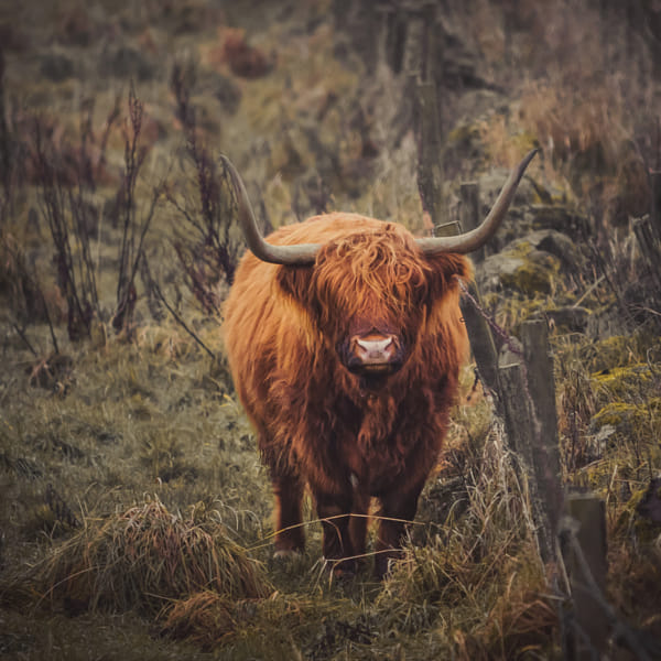 Highland Cow by Jake McArthur | 500px