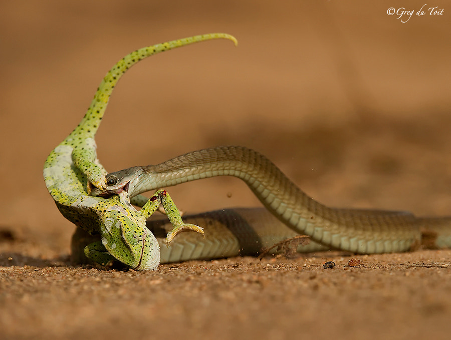 Boomslang Catch by greg du toit / 500px
