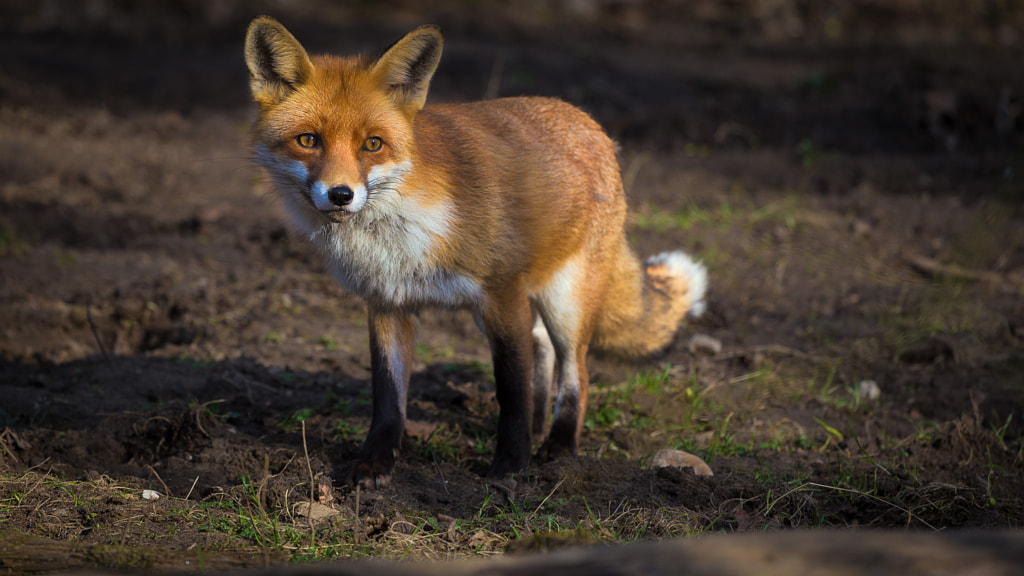 Rotfuchs (Vulpes vulpes) by Michael Weidemann / 500px