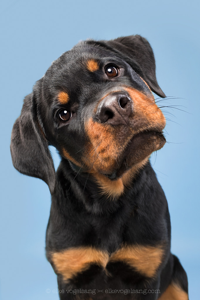 Head tilting rottweiler puppy by Elke Vogelsang / 500px