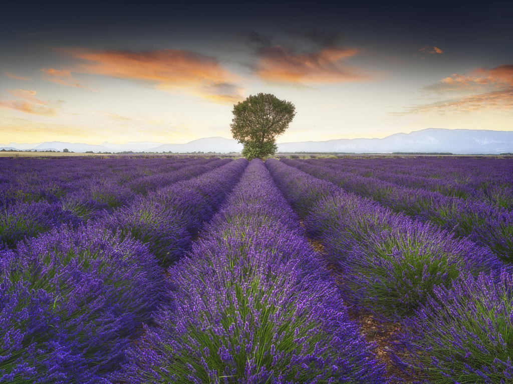 Valensole Sunrise by Etienne Ruff / 500px