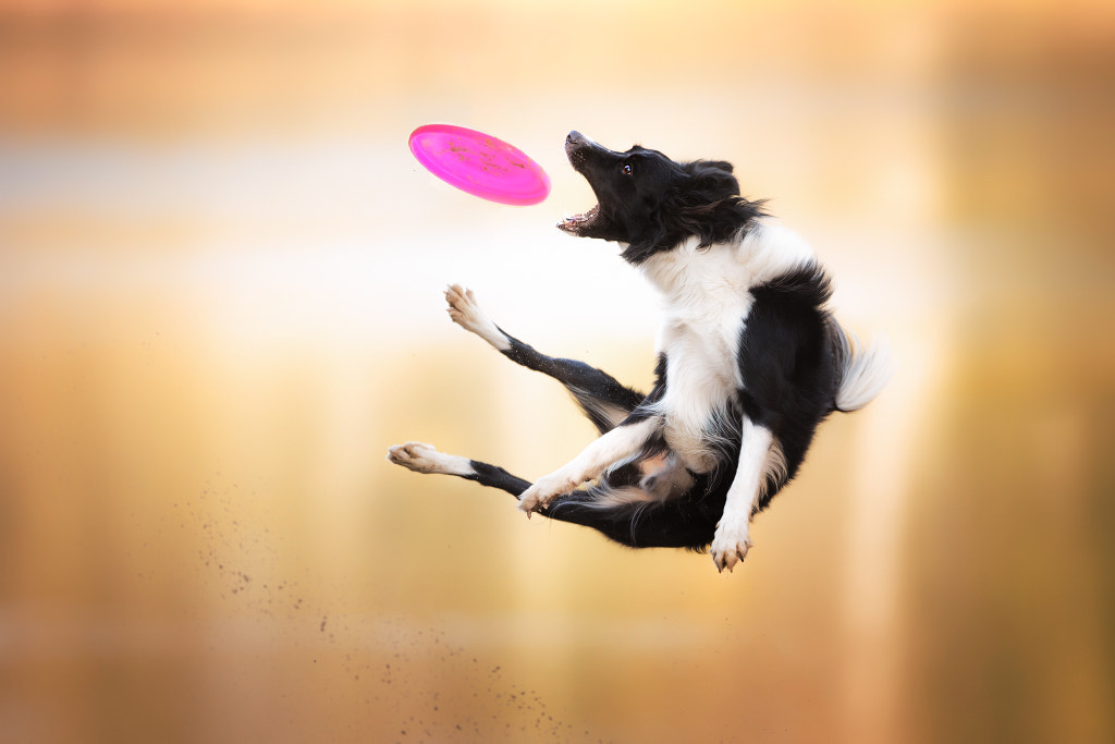 Border Collie Catching Frisbee in Air by Alicja Zmysłowska / 500px