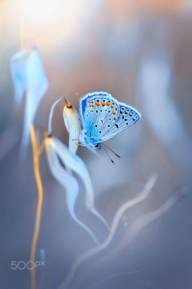 Angel by Mustafa Öztürk / 500px