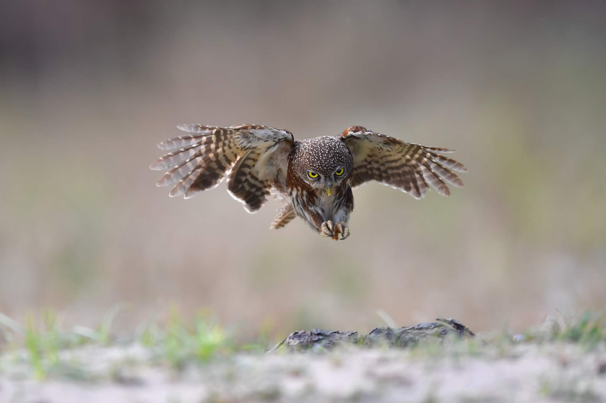 Birds curated by Anya / 500px