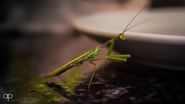 The marble shrine of the Praying Mantis by Alessandro Parodi / 500px