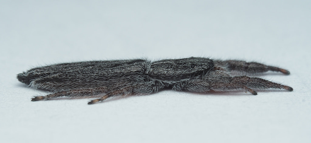Flattened Jumping Spider by Tom Musson / 500px