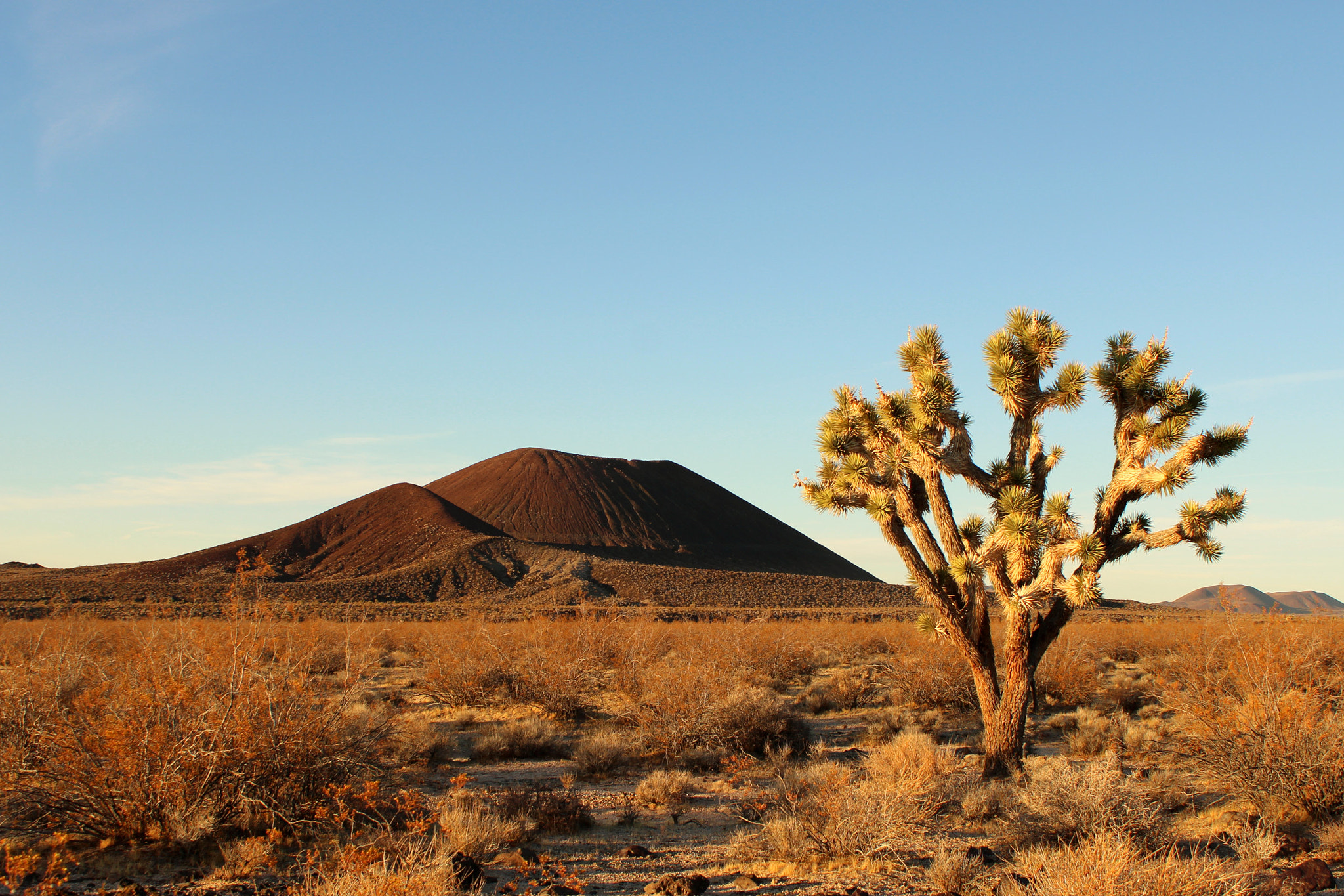 Joshua Tree and Cinder Cone by Luke Valles | 500px