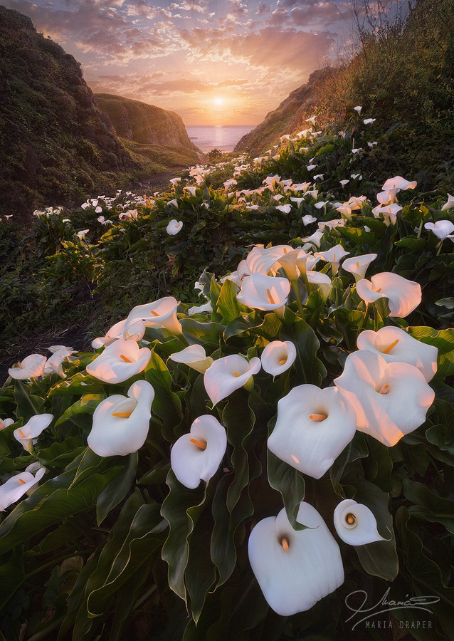 Calla Lilies, Garrapata Beach, California by Maria Draper / 500px