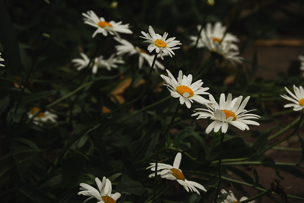 El jardín de editha by Victoria Montemagio / 500px
