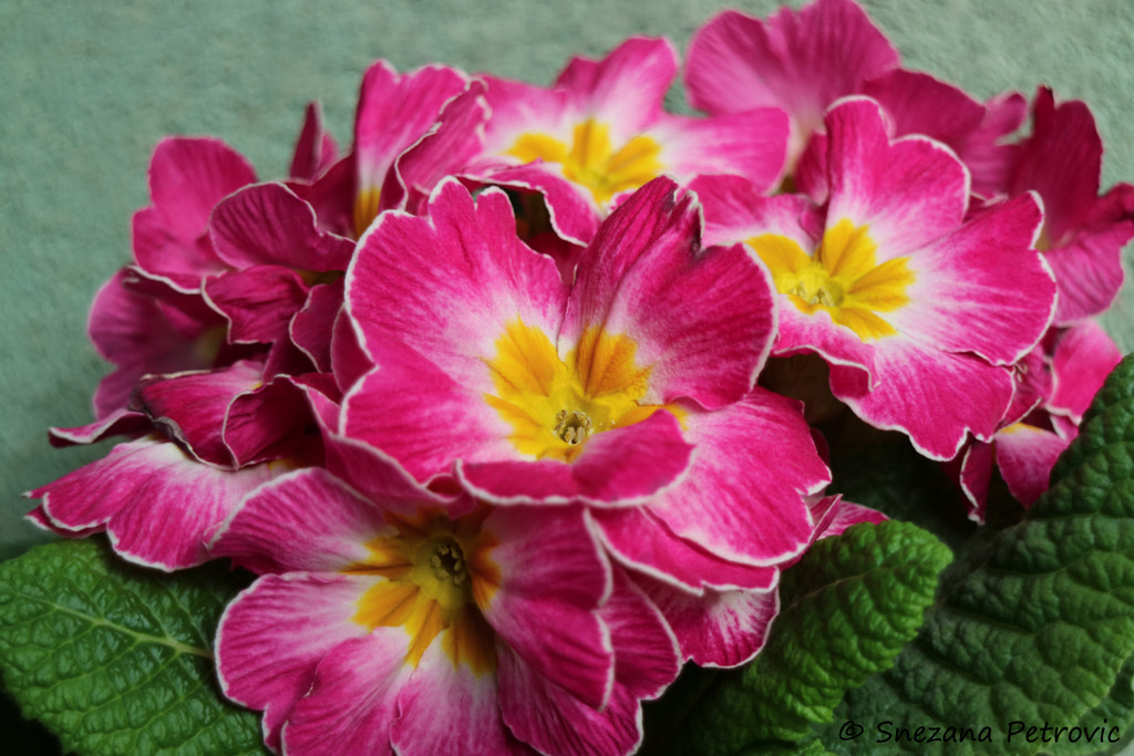 Pink Primula With Green Leaves by Snezana Petrovic / 500px