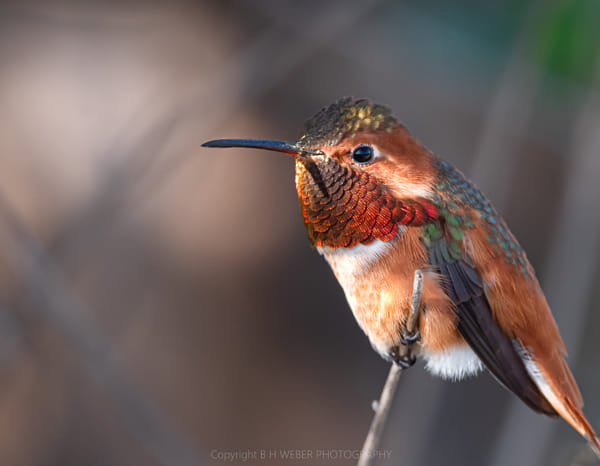 Red-tailed Comet (Sappho sparganura) by Glenn Bartley | 500px