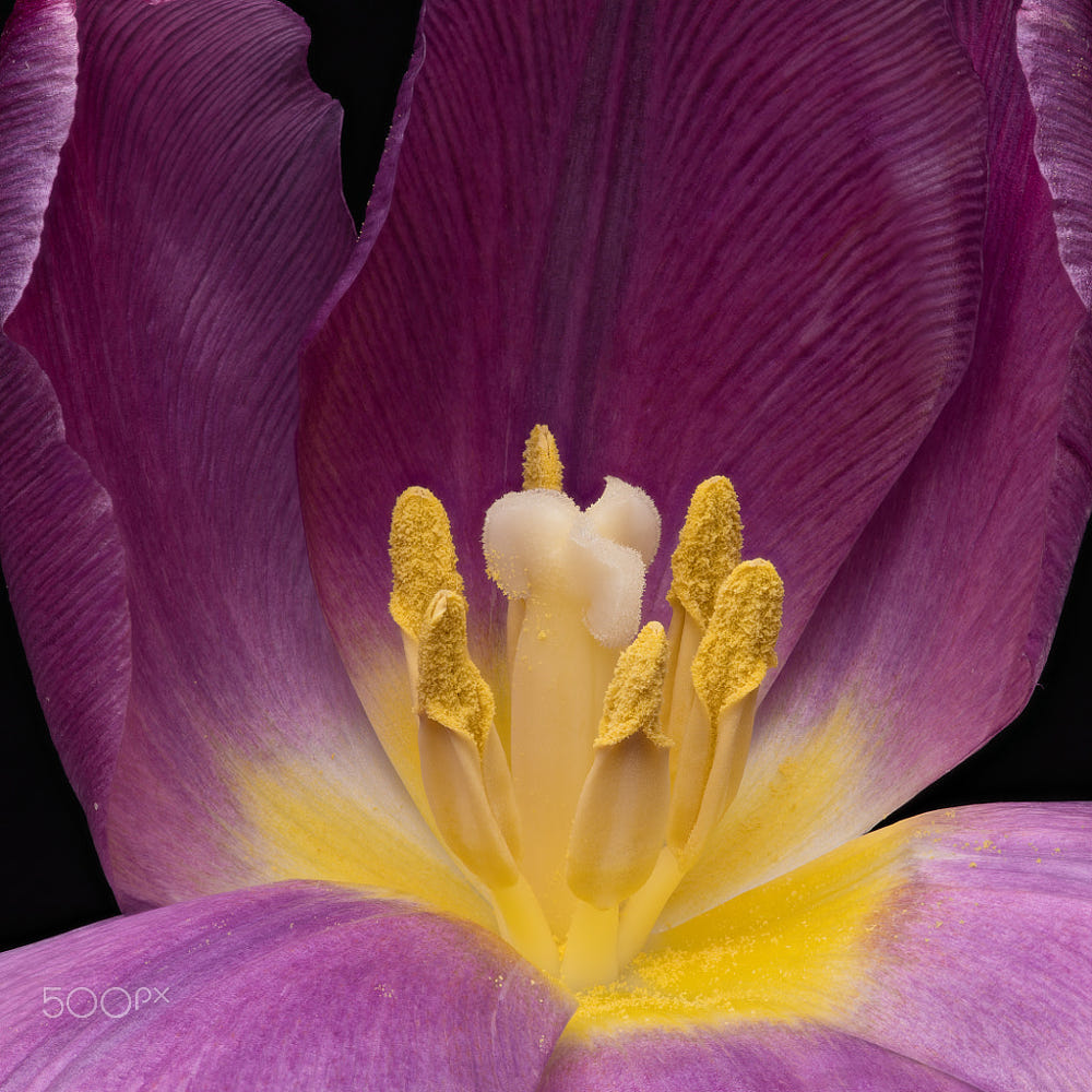 Purple Tulip (crop) by Steve Lyne / 500px